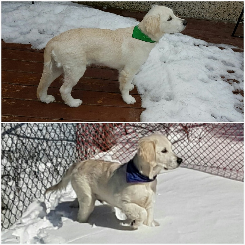 Skylon Kennels, Golden Retrievers, Cambridge, Ontario, Canada